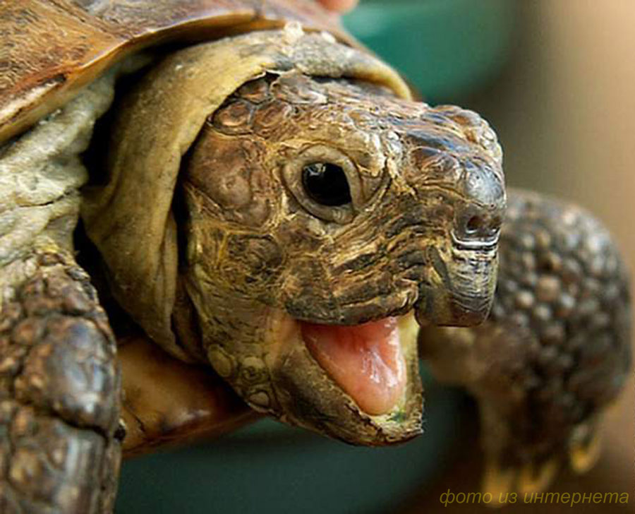 1000+ images about I love turtles on Pinterest | Red eared slider ...